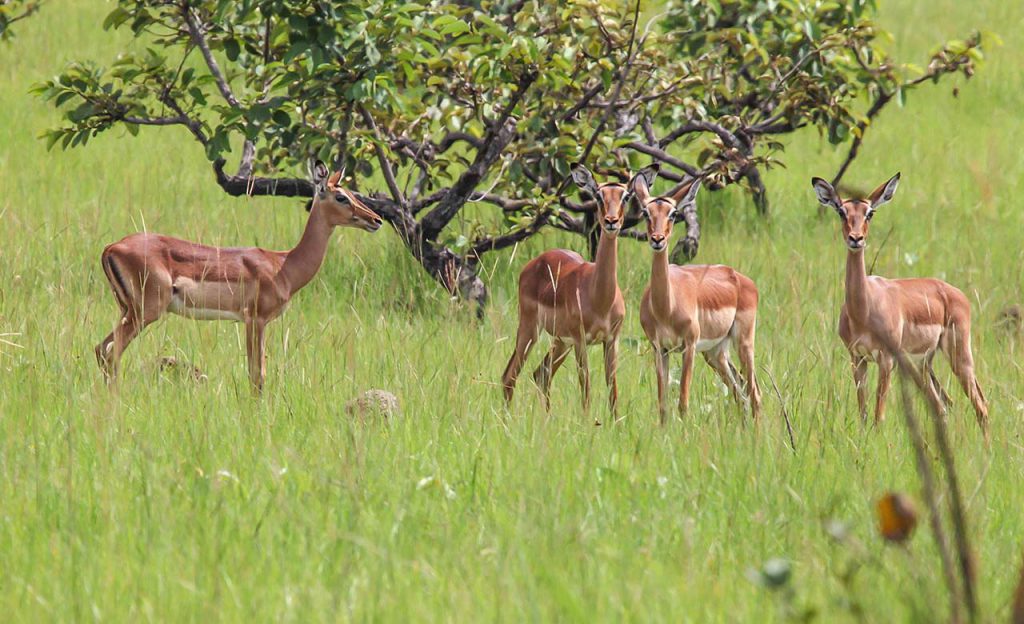 Nouvelles visites de sites de la société KHLL FORESTRY, en prélude à la ...